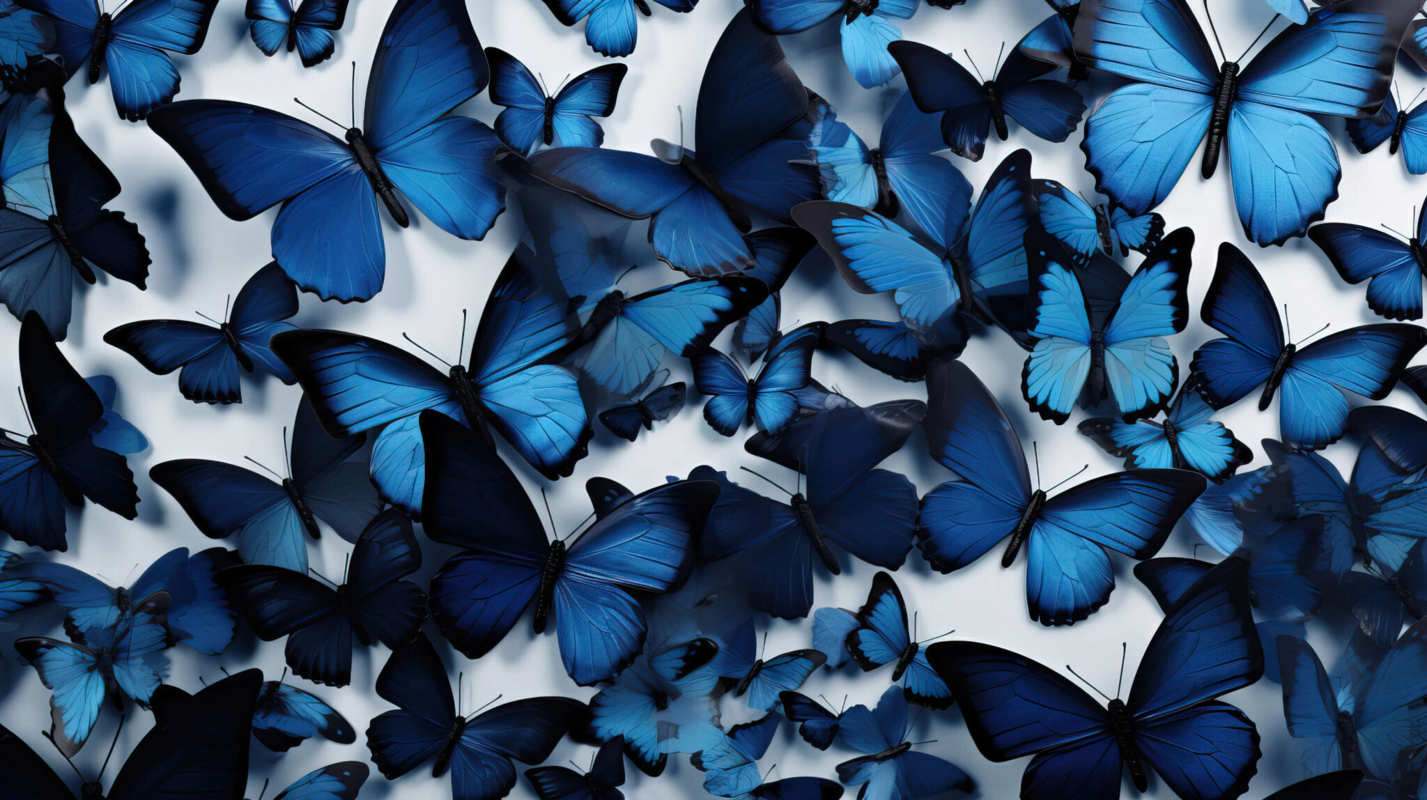 Beautiful Blue Butterfly Wallpapers For Free, 4k