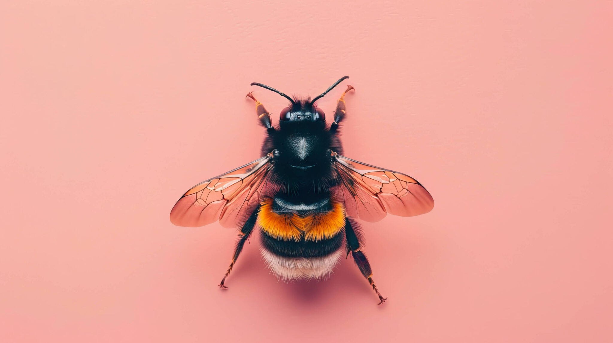 Aesthetic Bee Wallpaper, Free, 4k