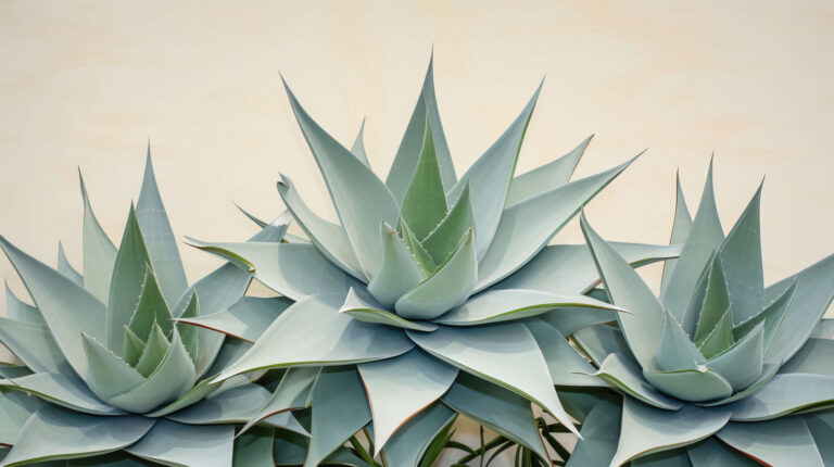 Agave Wallpaper, Free, 4k