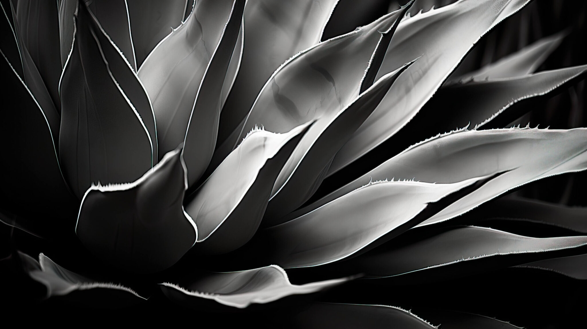 Agave Wallpaper, Free, 4k