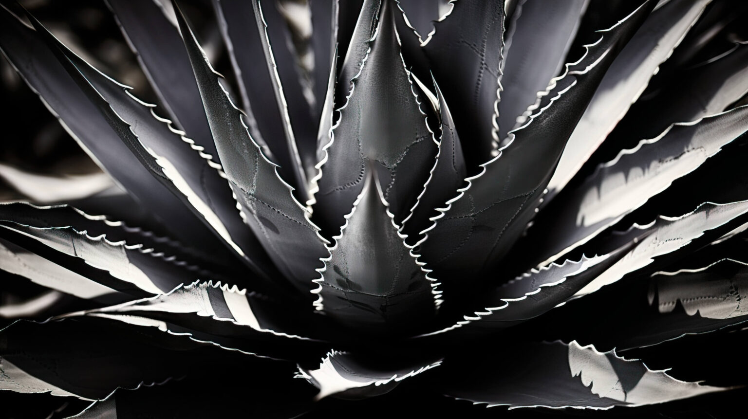 Agave Wallpaper, Free, 4k