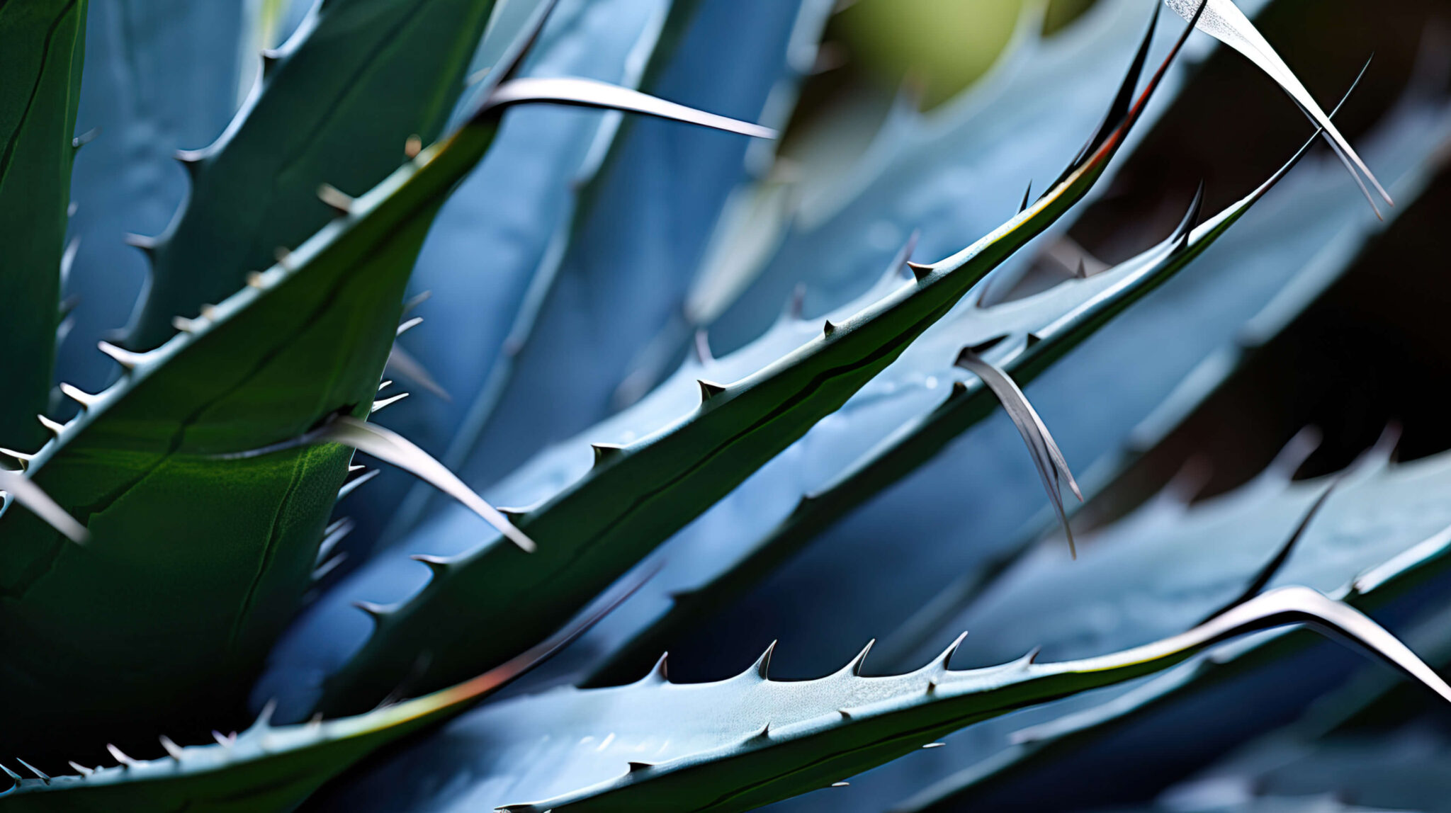 Agave Wallpaper, Free, 4k