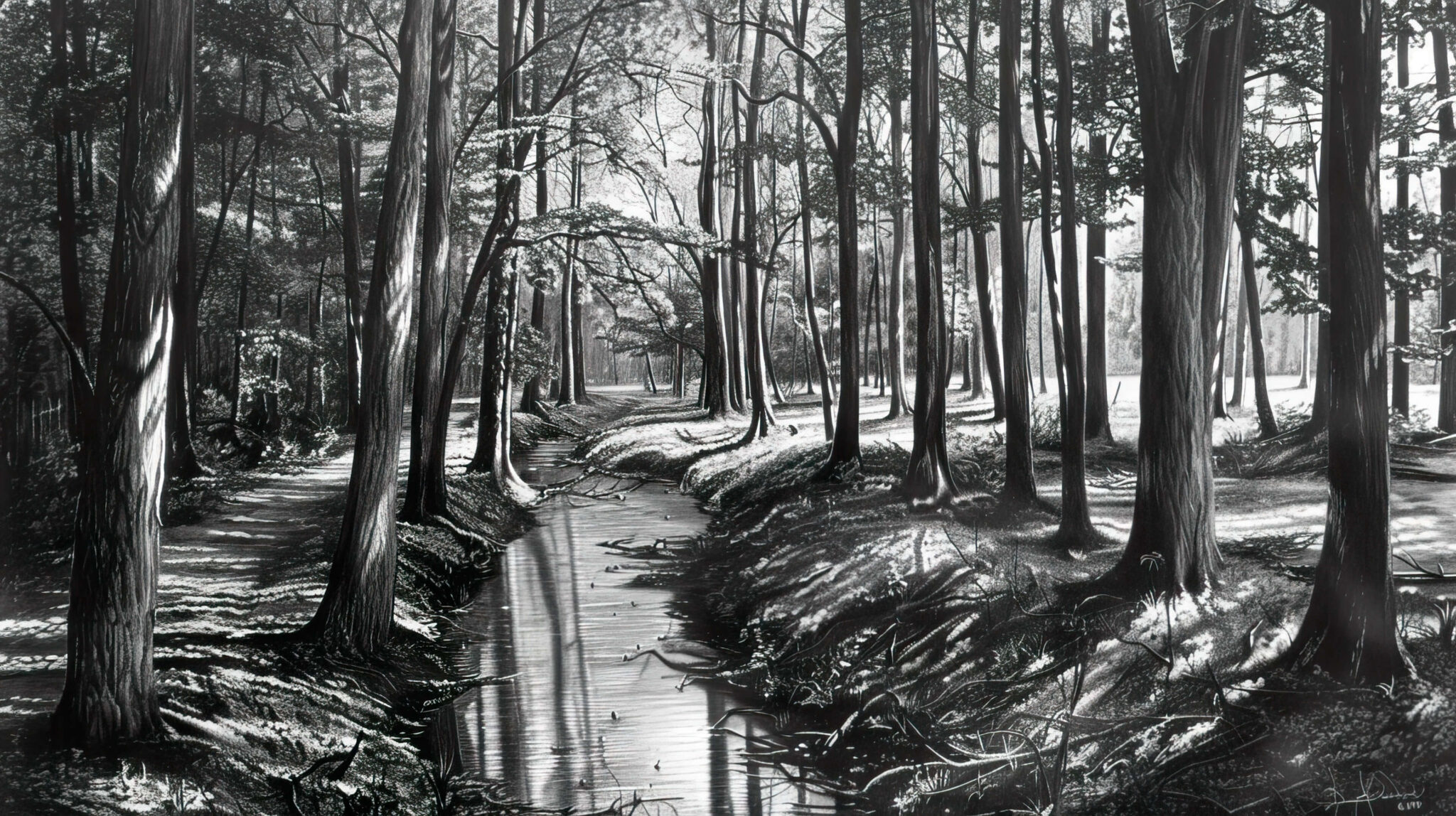 Black and White Nature Wallpaper, Free, 4k