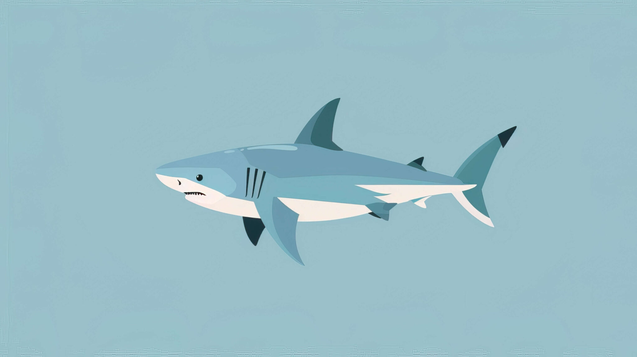 Cute Shark Wallpaper, Free, 4k