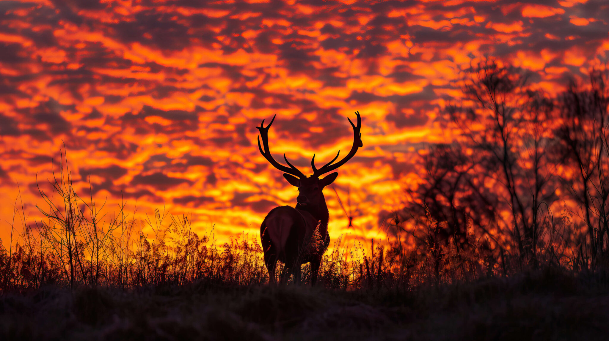 Antler Wallpaper, Free, 4k
