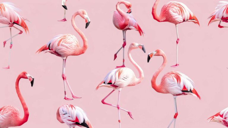 Flamingo Wallpaper, Free, 4k