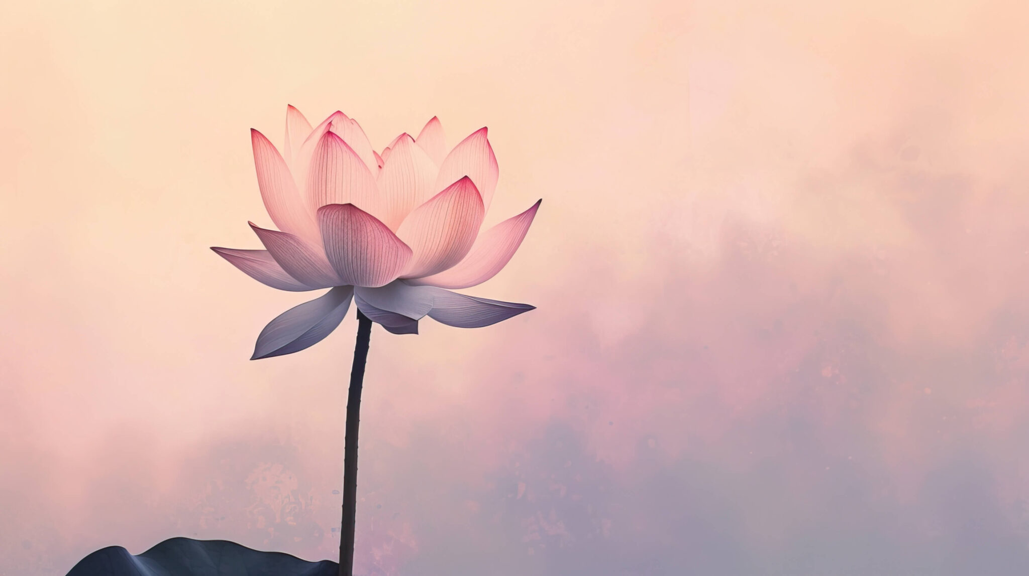 Lotus Wallpaper, Free, 4k